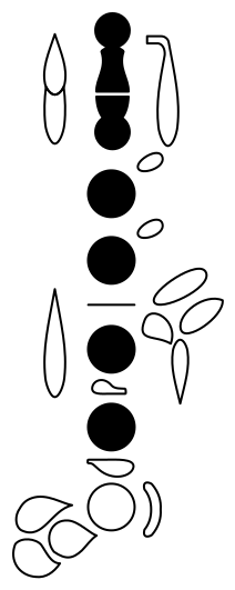 English horn, E4 – International Double Reed Society